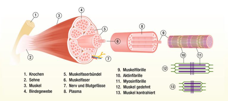 Aufbau und Struktur eines Muskels – Digitale Medien in der Schule – WP